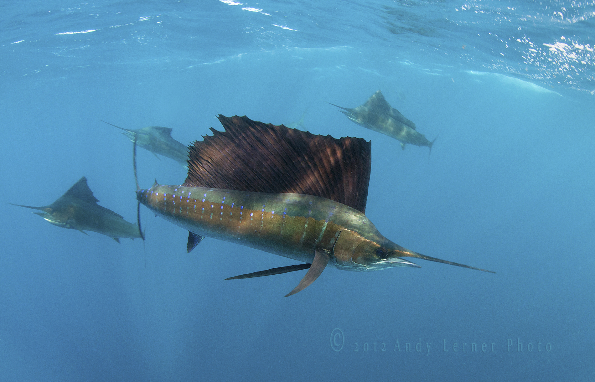 Atlantic Sailfish | Shutterbug